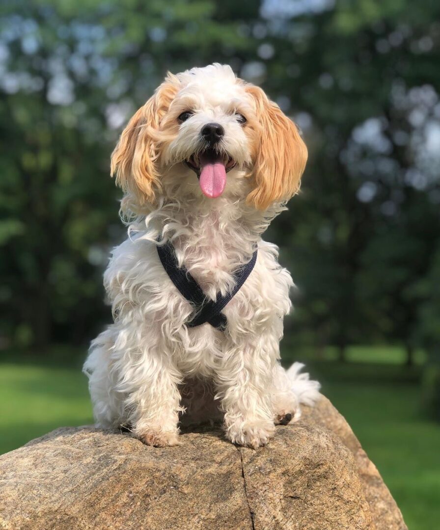 Morkie Poo: What Makes This Tri-Breed an Ideal Family Dog?