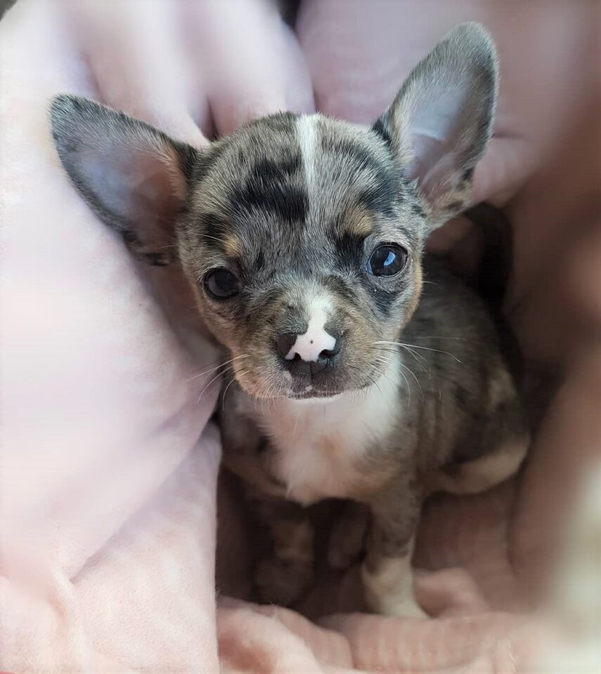 Merle Chihuahua: The Truth Behind This Unusually Colored Dog