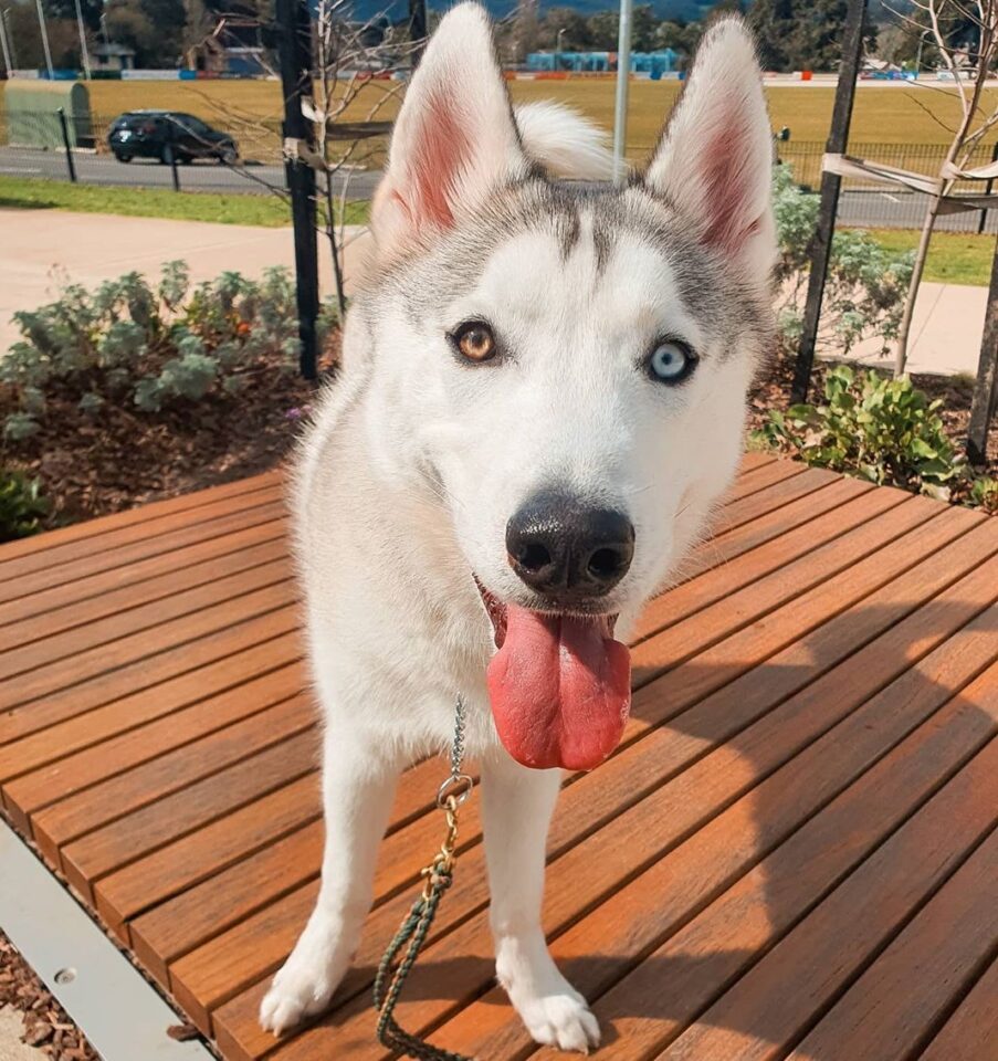 Husky Eye Colors: All Eye Colors Explained (With Pictures)