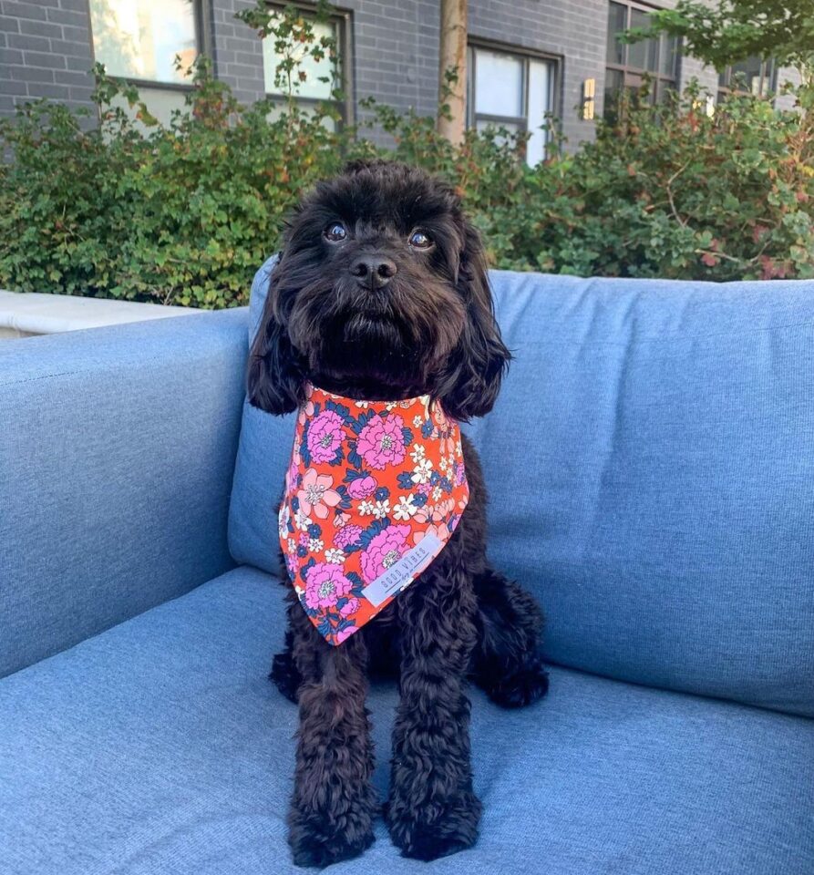 Cavoodle: 15 Things To Know About This Gorgeous Hybrid