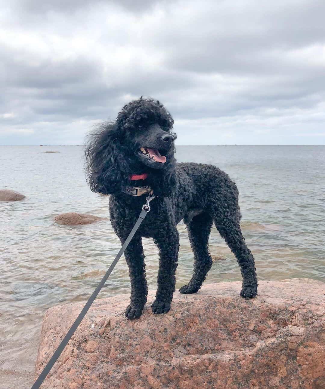 Moyen Poodle: What Makes This Medium Furball Stand Out?