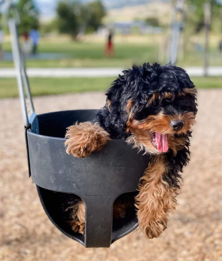 Cavoodle: 15 Things To Know About This Gorgeous Hybrid