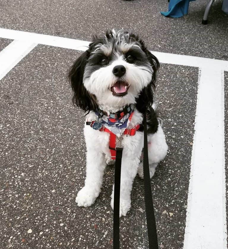 Cavoodle: 15 Things To Know About This Gorgeous Hybrid