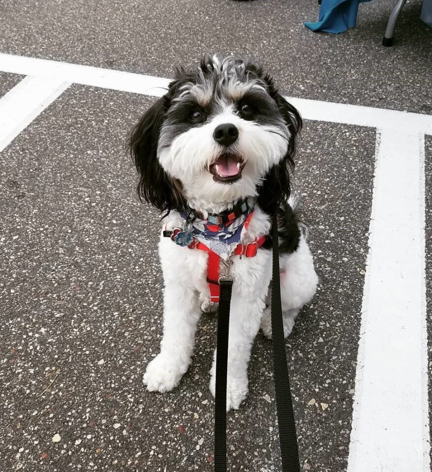 Cavoodle: 15 Things To Know About This Gorgeous Hybrid