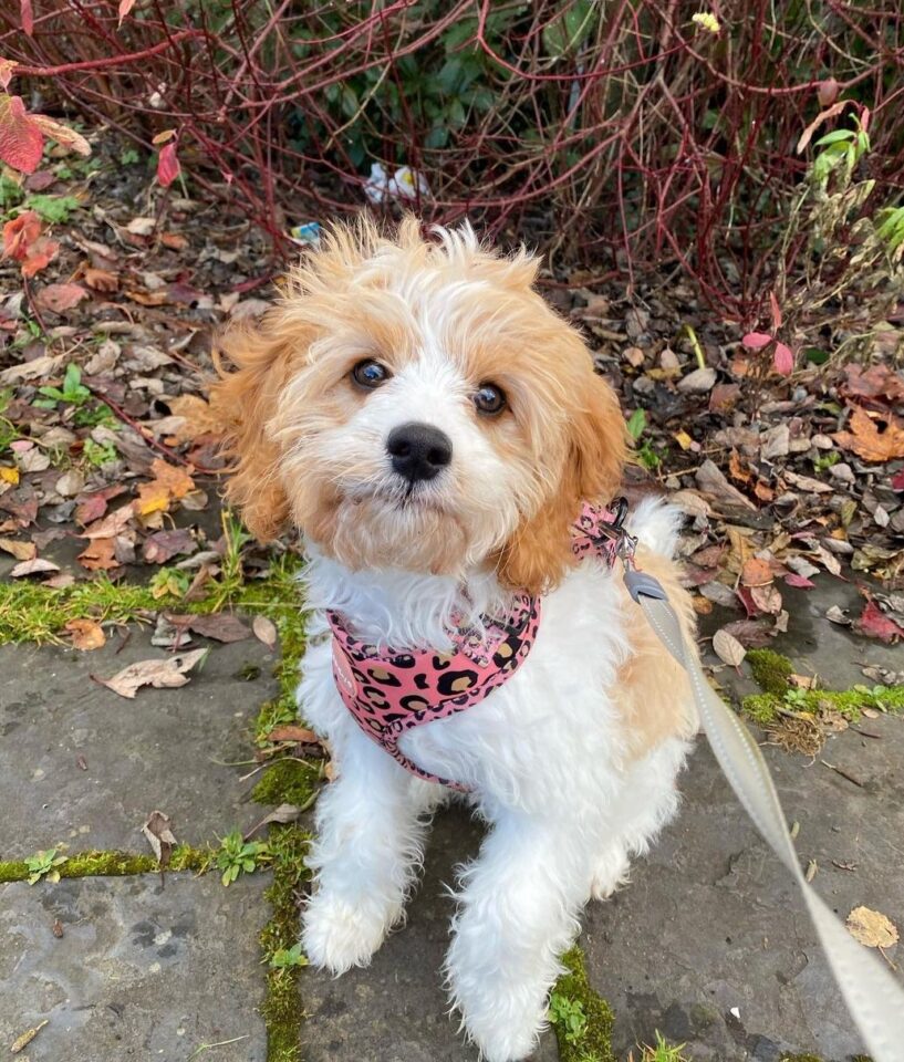 Cavoodle: 15 Things To Know About This Gorgeous Hybrid