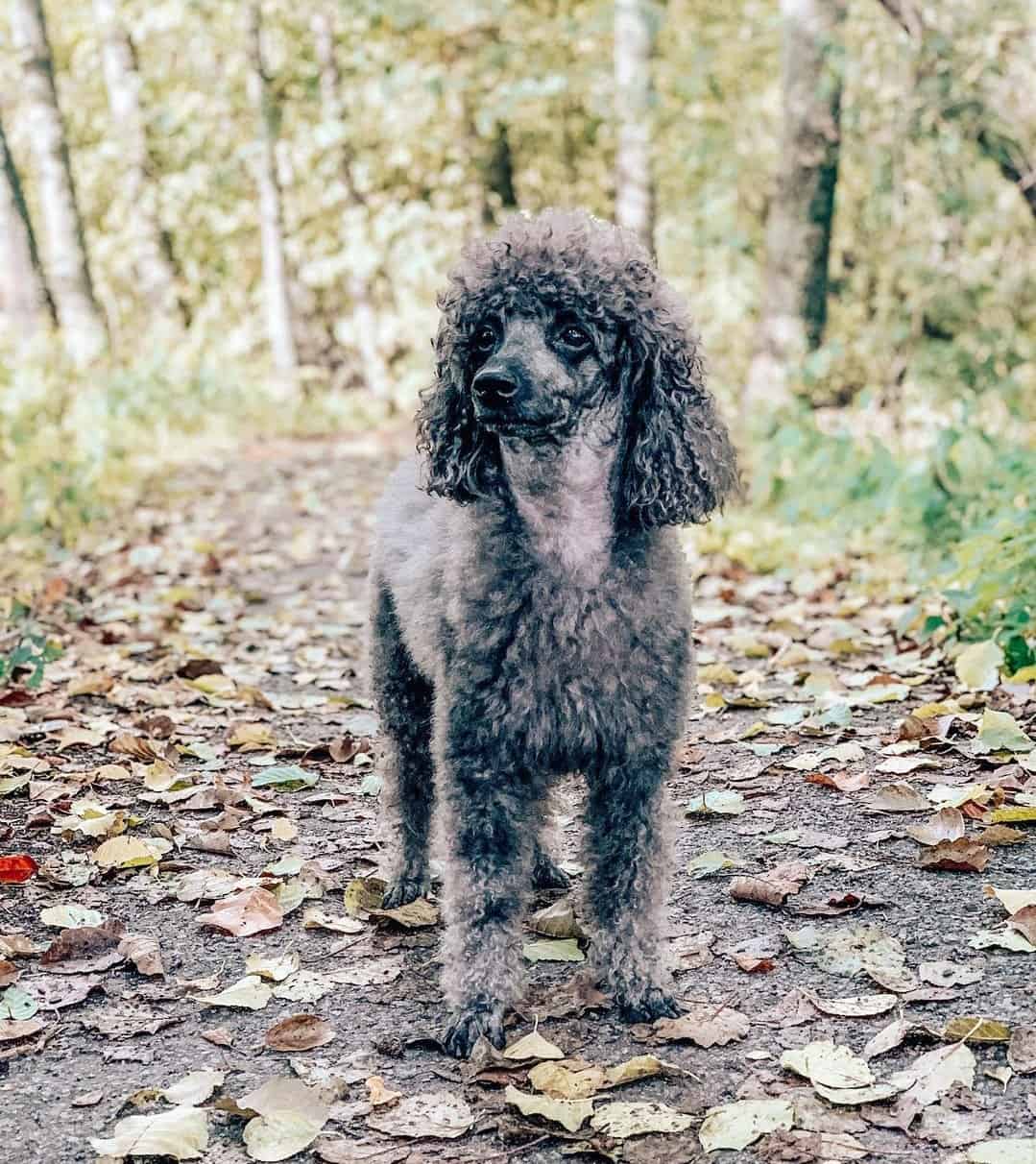 Moyen Poodle: What Makes This Medium Furball Stand Out?