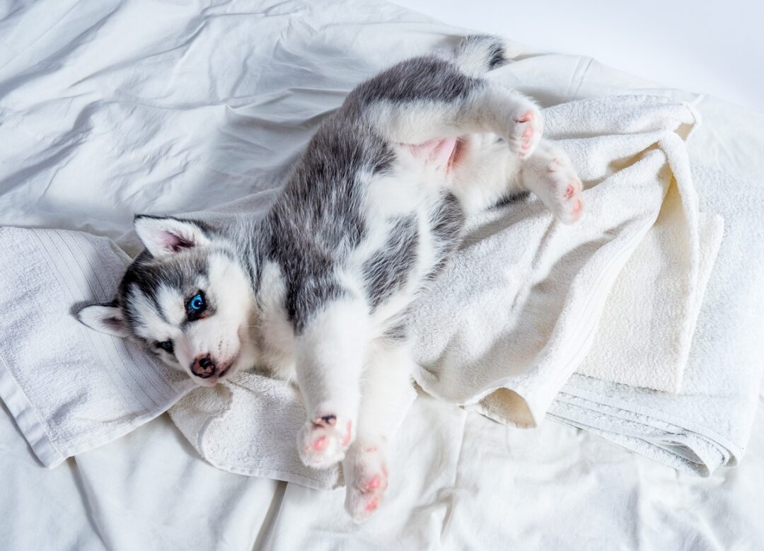 Husky Eye Colors: All Eye Colors Explained (With Pictures)