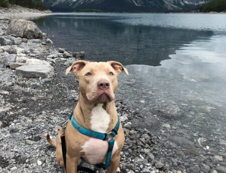 Blue Fawn Pitbull: Are They as Stunning as Most Owners Claim?