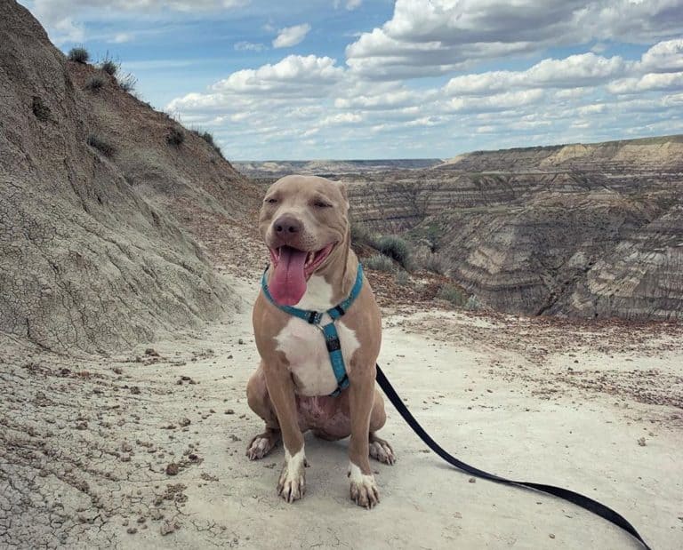 Blue Fawn Pitbull: Are They as Stunning as Most Owners Claim?