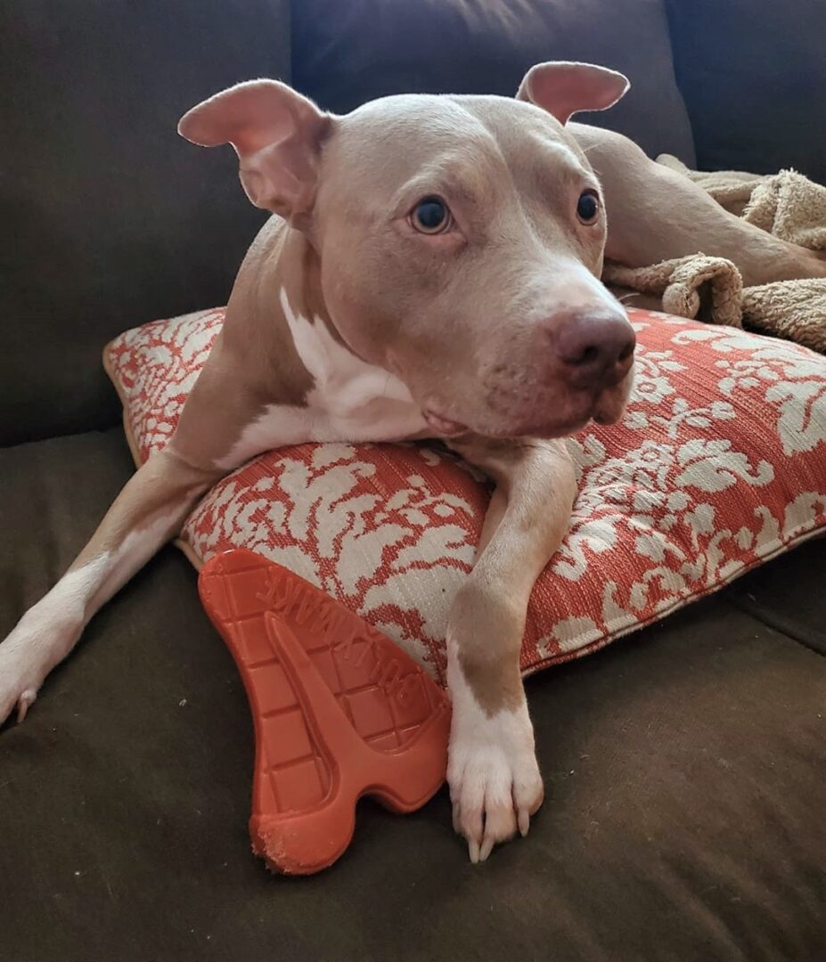 Blue Fawn Pitbull: Are They as Stunning as Most Owners Claim?