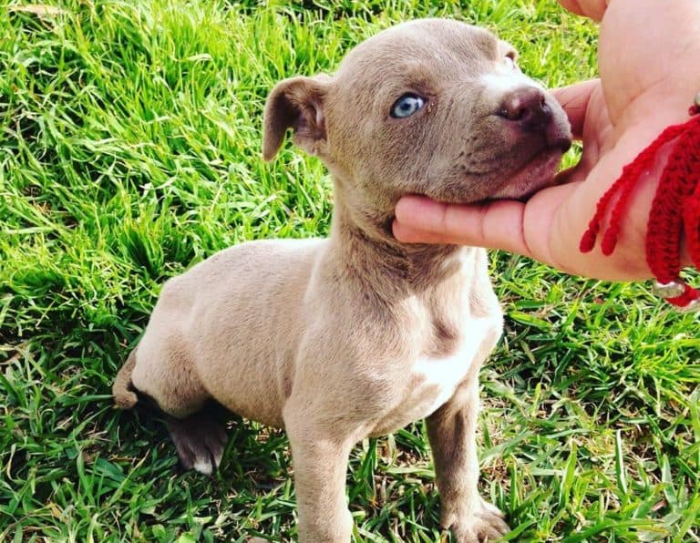 Blue Fawn Pitbull: Are They as Stunning as Most Owners Claim?