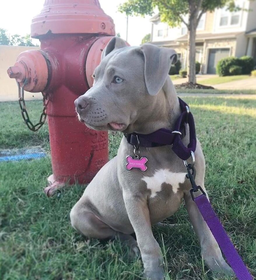 Blue Fawn Pitbull: Are They as Stunning as Most Owners Claim?