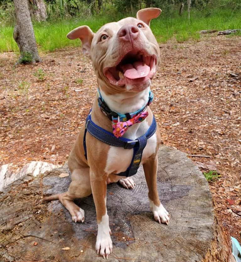 Blue Fawn Pitbull: Are They as Stunning as Most Owners Claim?