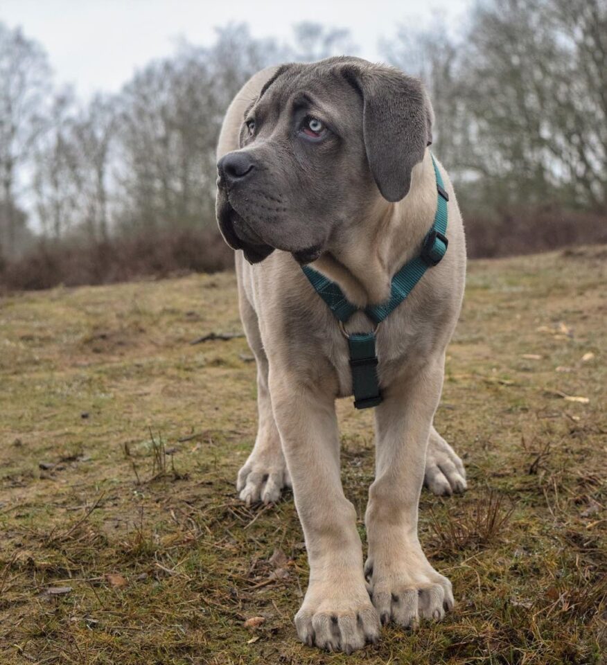 Cane Corso Colors: All Colors Explained (With Pictures)