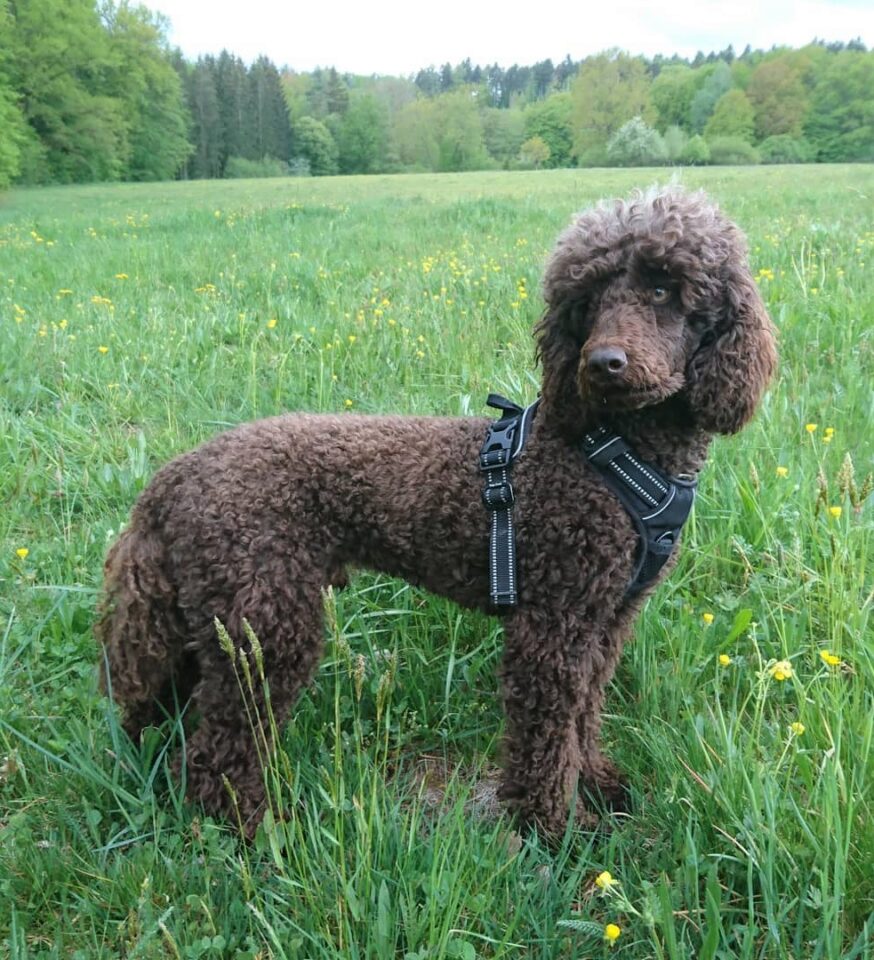 Moyen Poodle: What Makes This Medium Furball Stand Out?