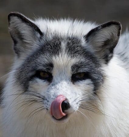The Canadian Marble Fox: Everything You Need to Know