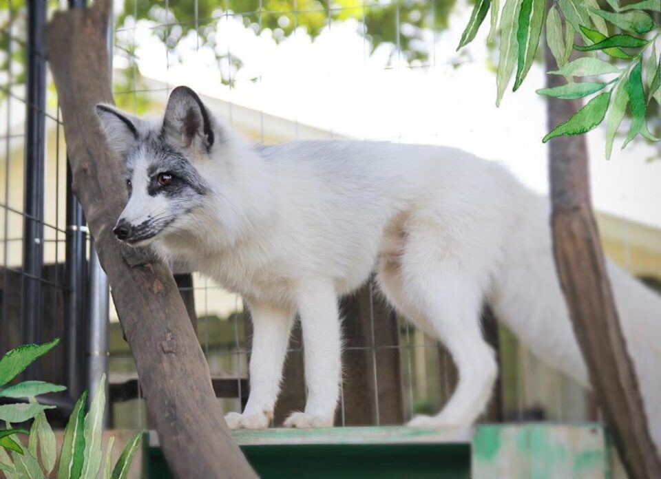 The Canadian Marble Fox: Everything You Need to Know