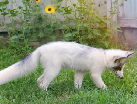 The Canadian Marble Fox: Everything You Need to Know