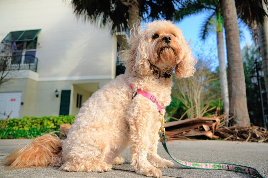 Cavoodle: 15 Things To Know About This Gorgeous Hybrid
