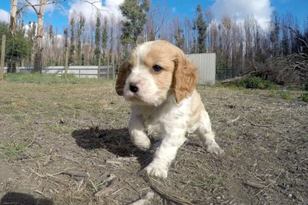 Cavoodle: 15 Things To Know About This Gorgeous Hybrid