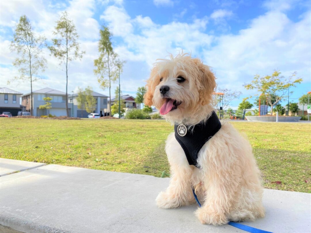 Cavoodle: 15 Things To Know About This Gorgeous Hybrid