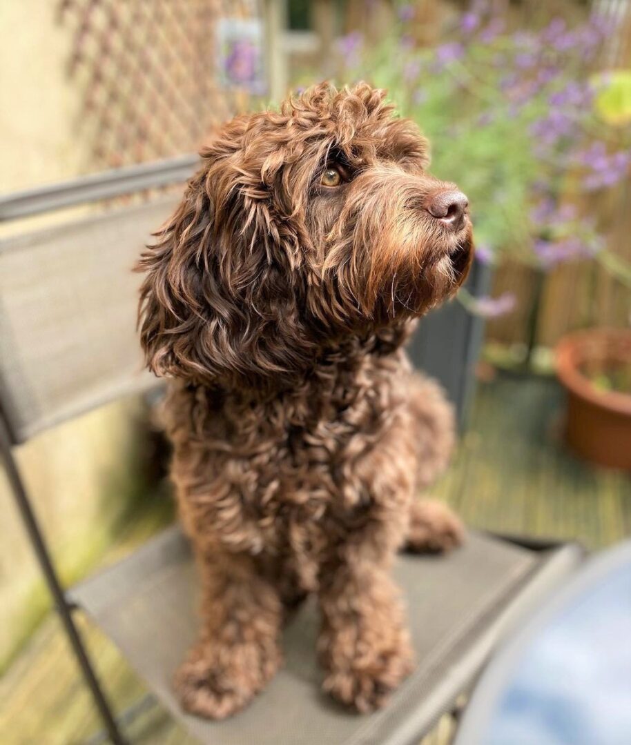 Cavoodle: 15 Things To Know About This Gorgeous Hybrid
