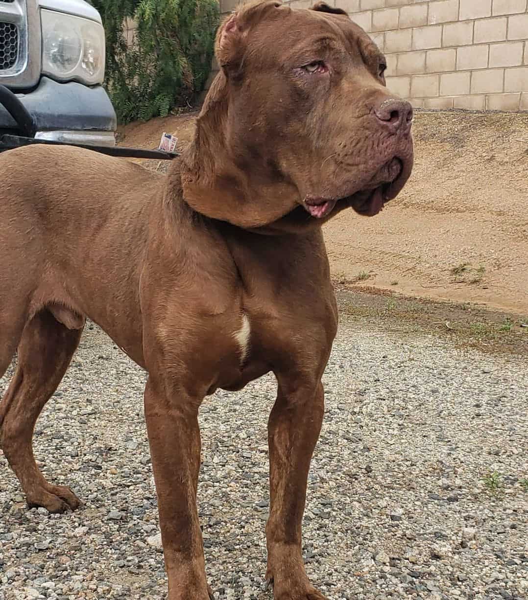 Cane Corso Colors: All Colors Explained (With Pictures)