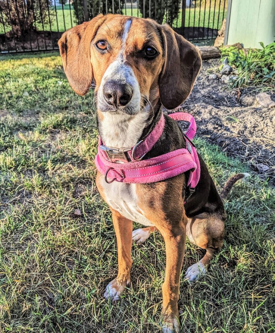 Coonhound Beagle Mix: Is This Curious Hybrid Right for You?