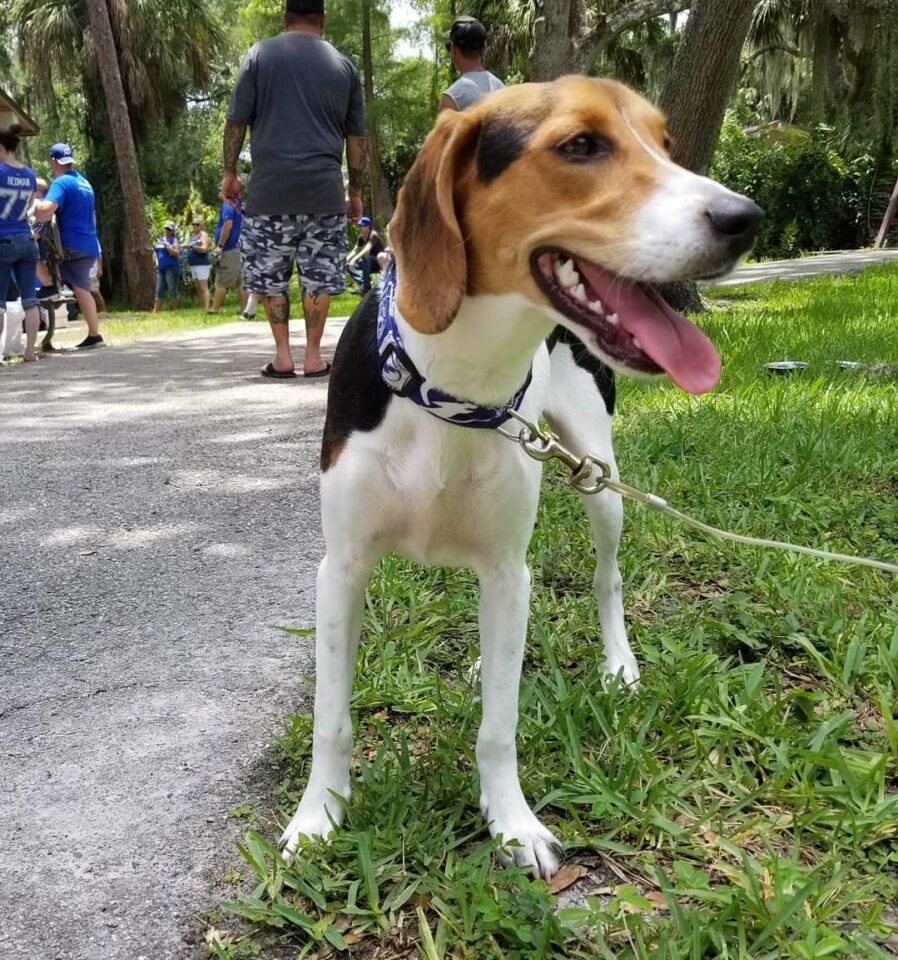 Coonhound Beagle Mix: Is This Curious Hybrid Right for You?