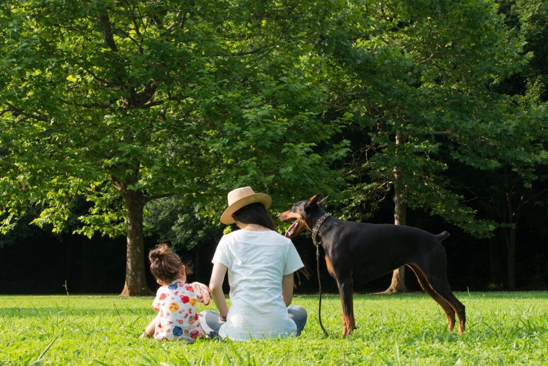 Male vs. Female Doberman: Which One Is Right for You?