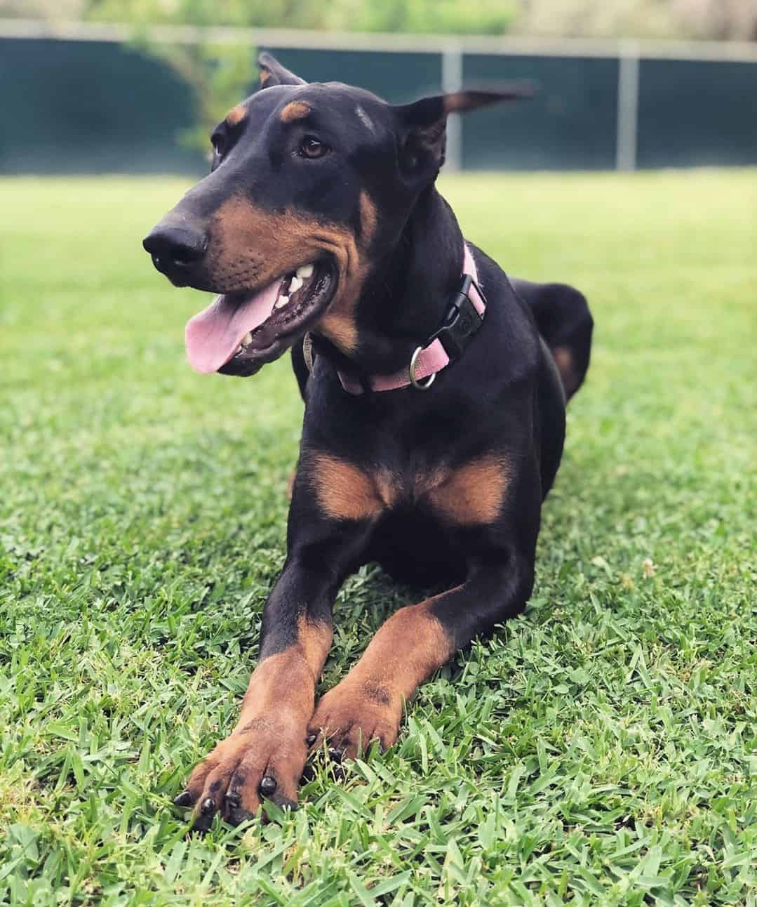 Male vs. Female Doberman: Which One Is Right for You?