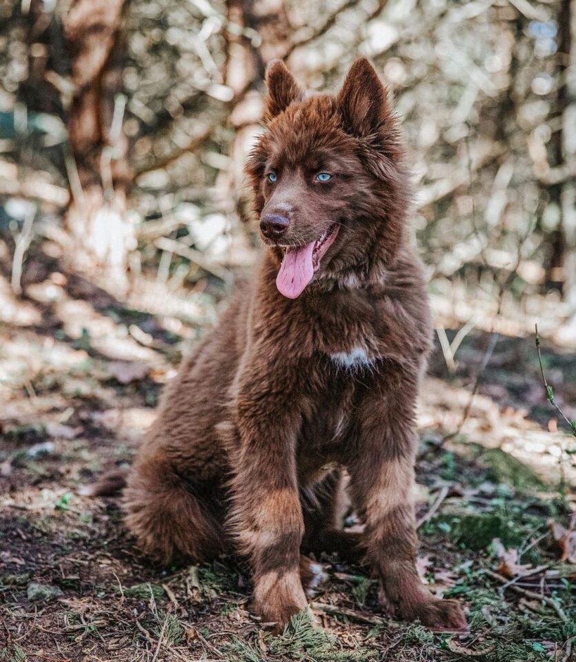 Brown Husky: What Makes This Siberian Husky Color So Unique