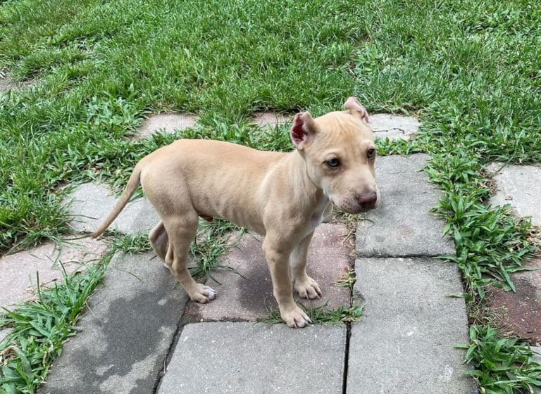 Gator Pitbull: All You Need to Know About This Bloodline