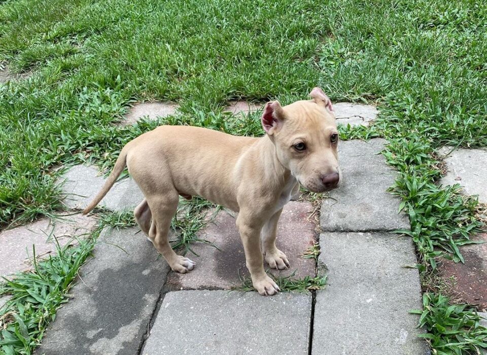 Gator Pitbull: All You Need to Know About This Bloodline