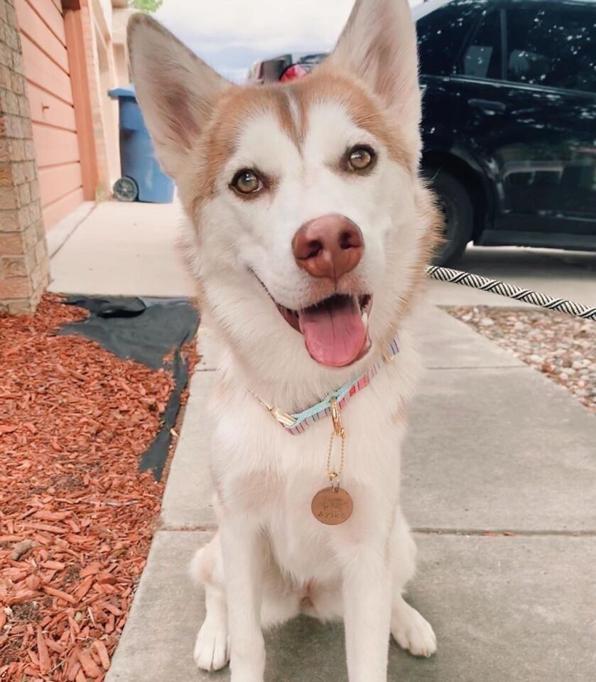 Husky Eye Colors: All Eye Colors Explained (With Pictures)