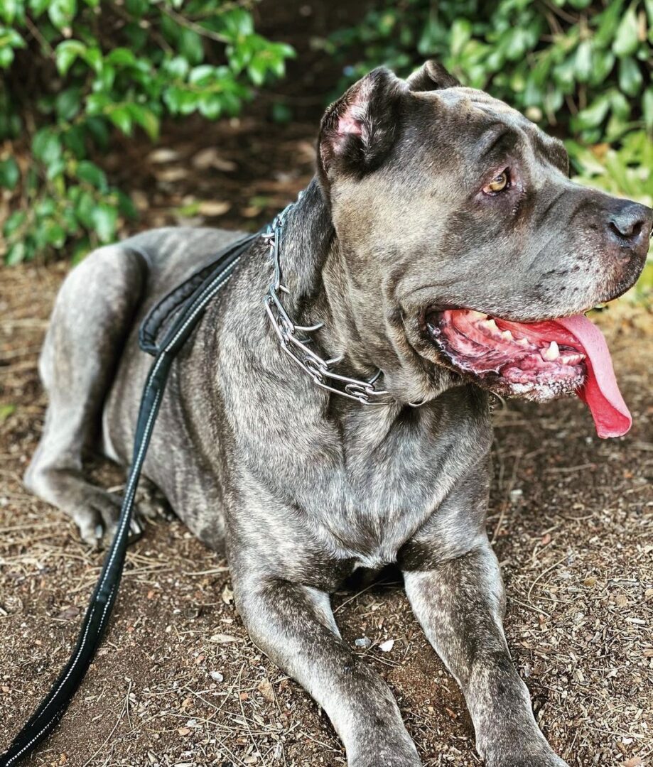 Cane Corso Colors: All Colors Explained (With Pictures)