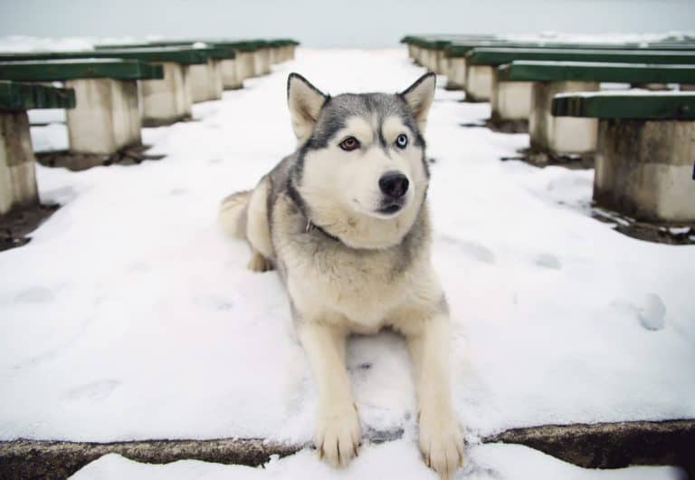 Husky Eye Colors: All Eye Colors Explained (With Pictures)