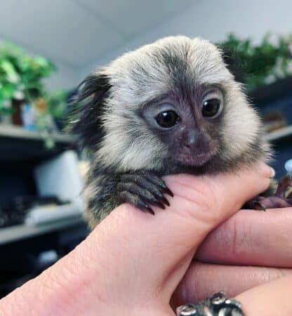 Finger Monkey: The Smallest Pet Monkey You Can Own