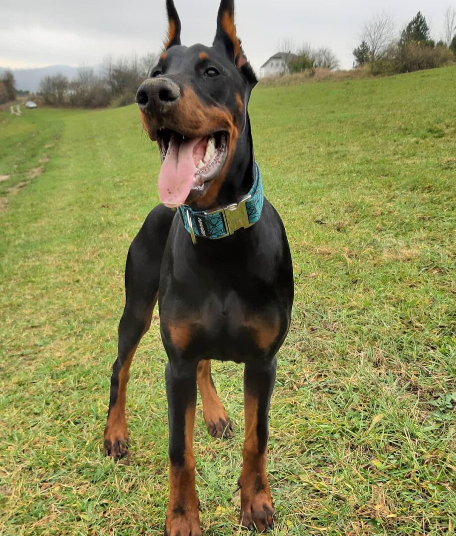 Male vs. Female Doberman: Which One Is Right for You?