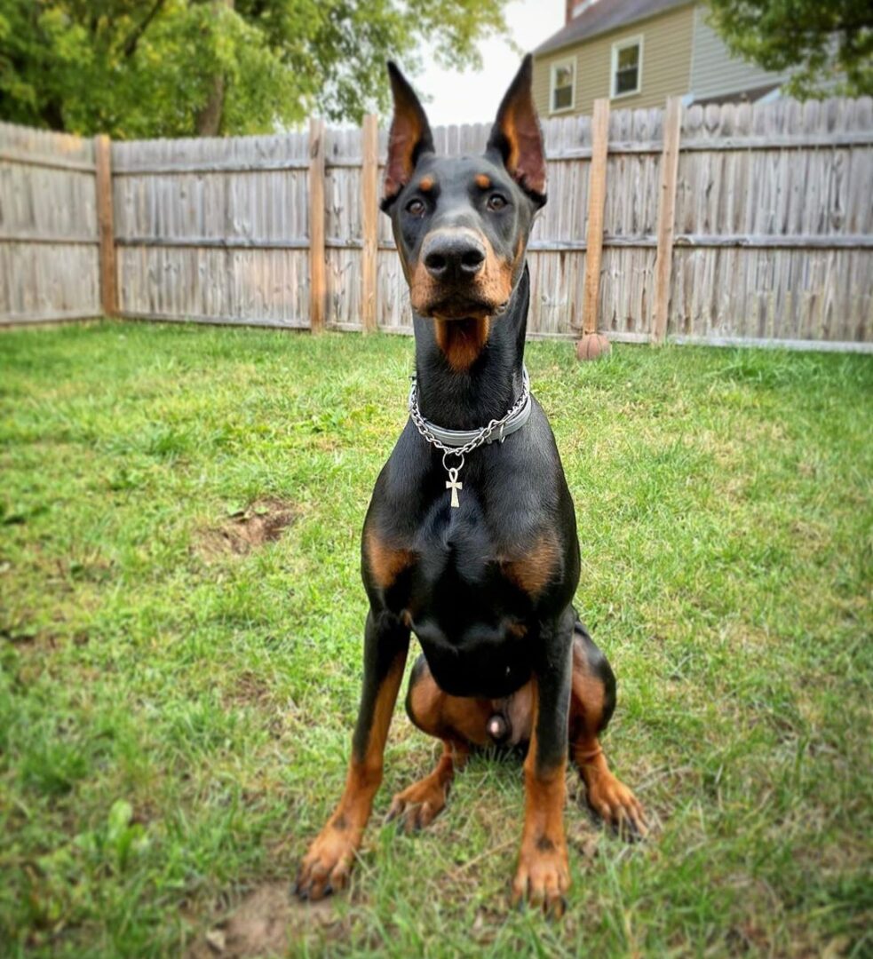 Male vs. Female Doberman: Which One Is Right for You?