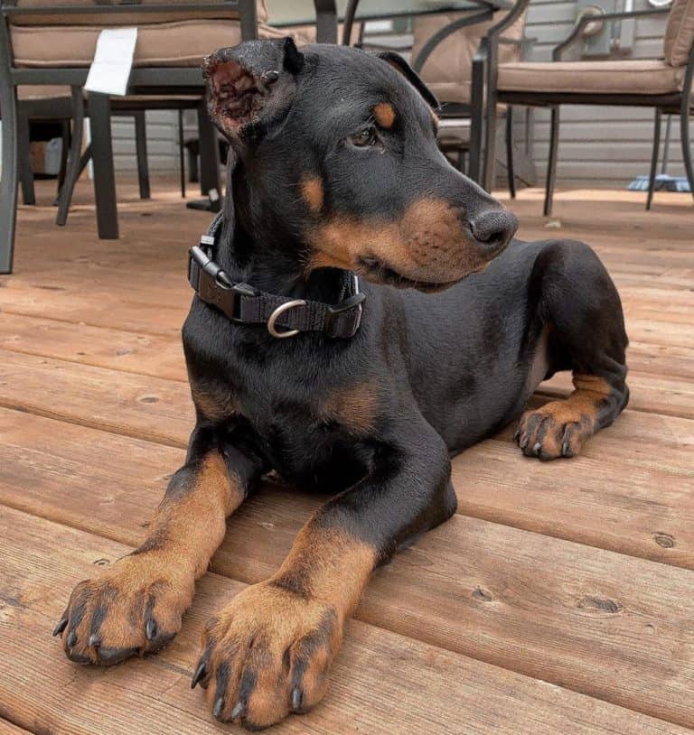 Male vs. Female Doberman: Which One Is Right for You?