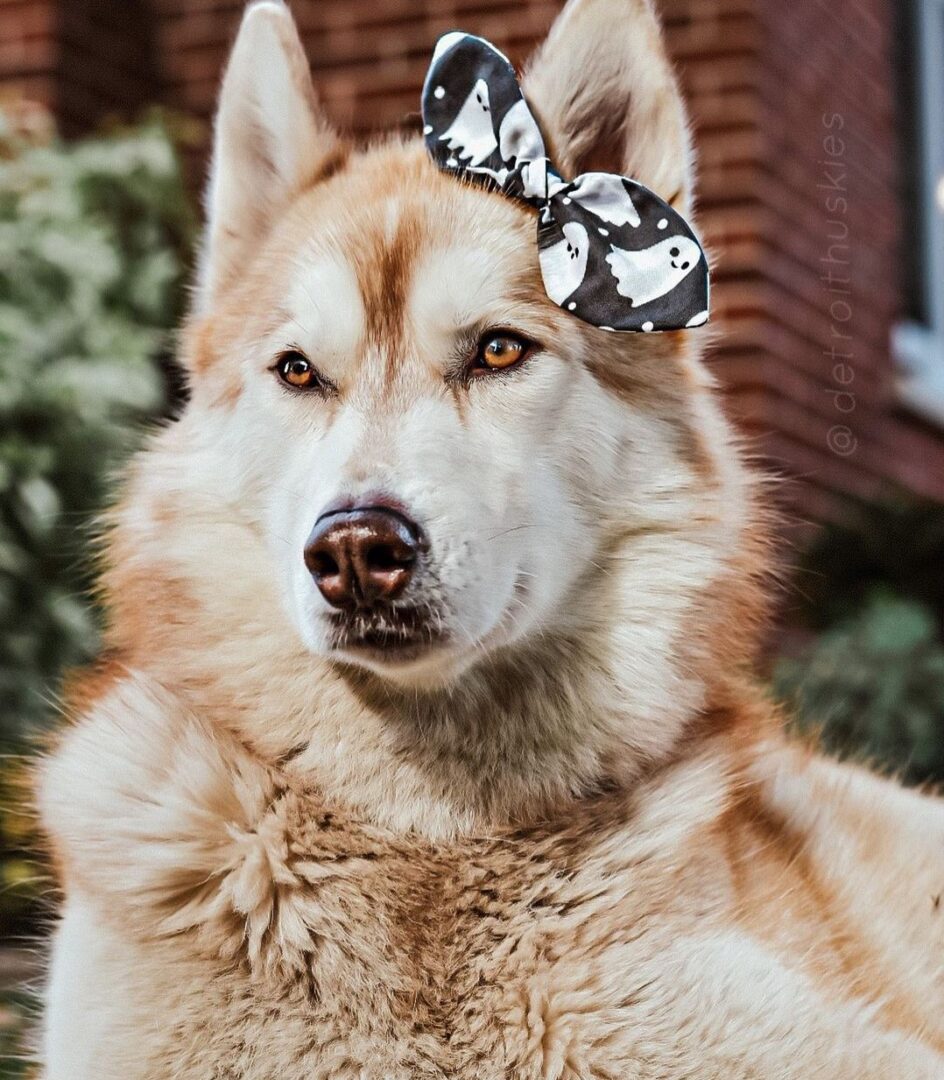 Brown Husky: What Makes This Siberian Husky Color So Unique