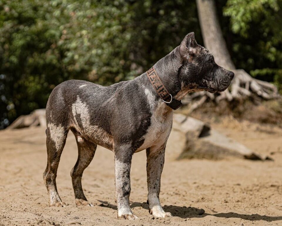 Merle Pitbull: Is This Unusually Colored Dog Right For You?