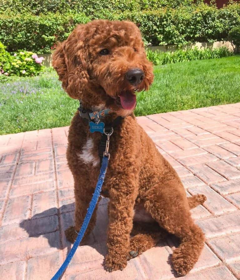 Moyen Poodle: What Makes This Medium Furball Stand Out?
