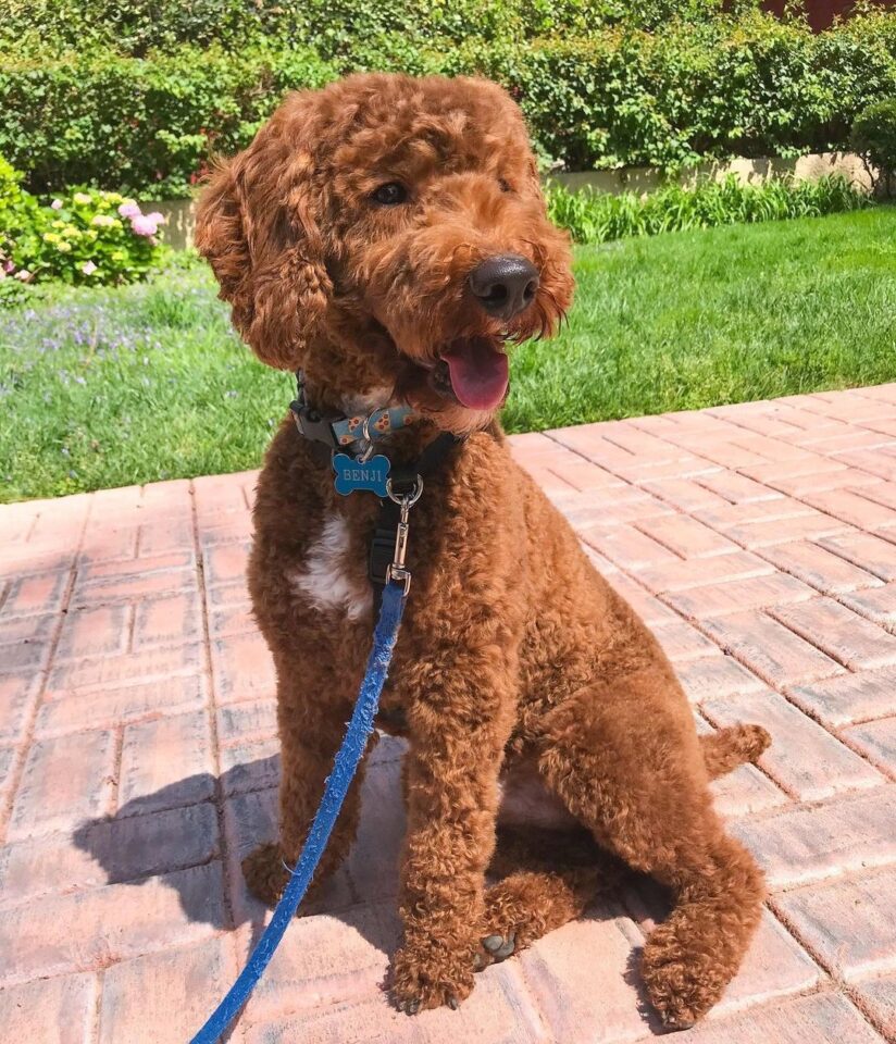 Moyen Poodle: What Makes This Medium Furball Stand Out?