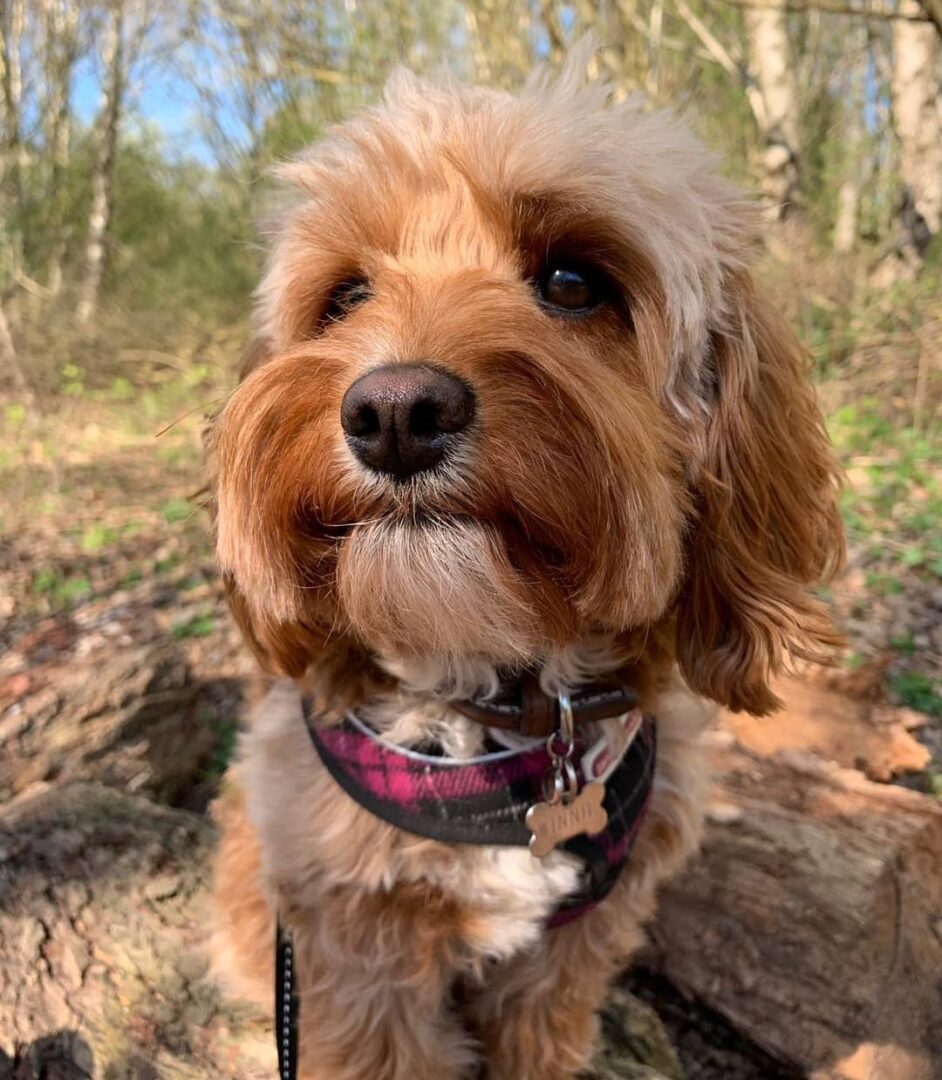 Cavoodle: 15 Things To Know About This Gorgeous Hybrid