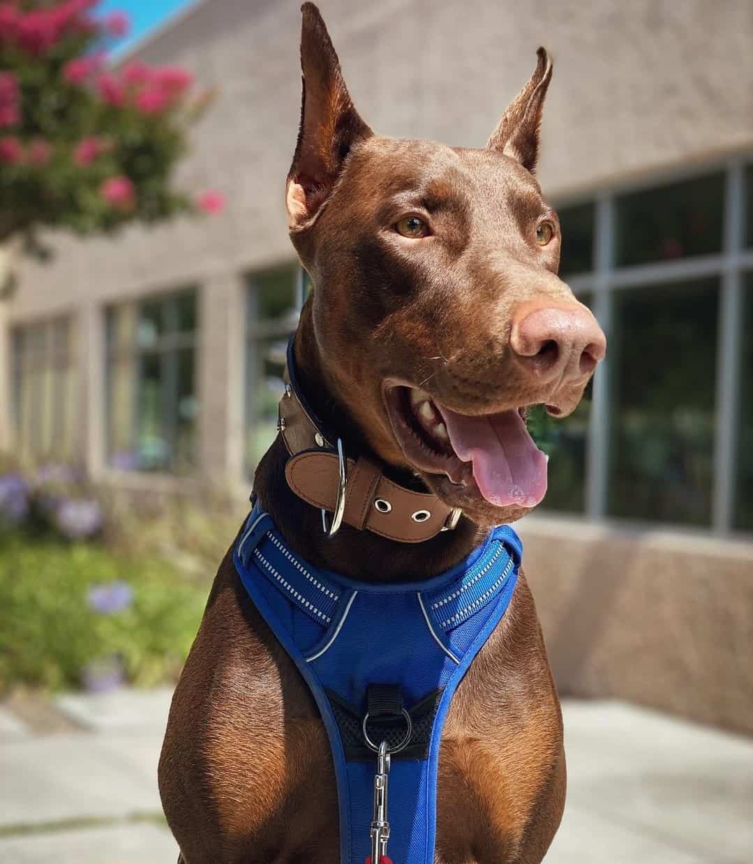 American vs. European Doberman: An In-Depth Comparison