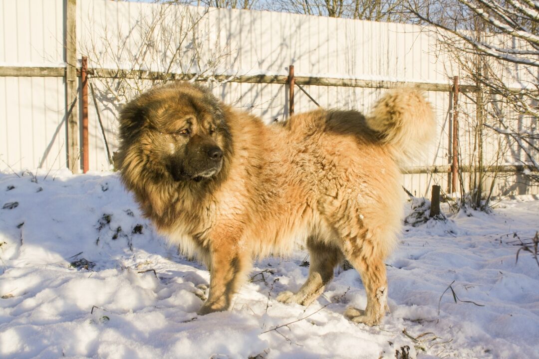 Everything You Need to Know About the Russian Prison Dog