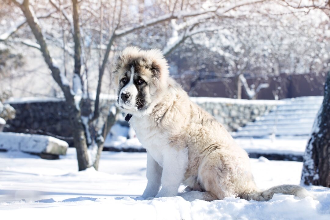 Everything You Need to Know About the Russian Prison Dog