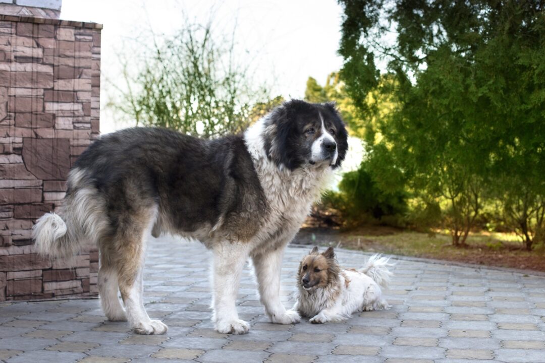 Everything You Need to Know About the Russian Prison Dog